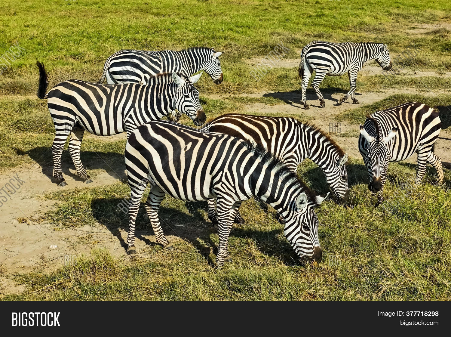 Group Wild Zebras Image & Photo (Free Trial) | Bigstock