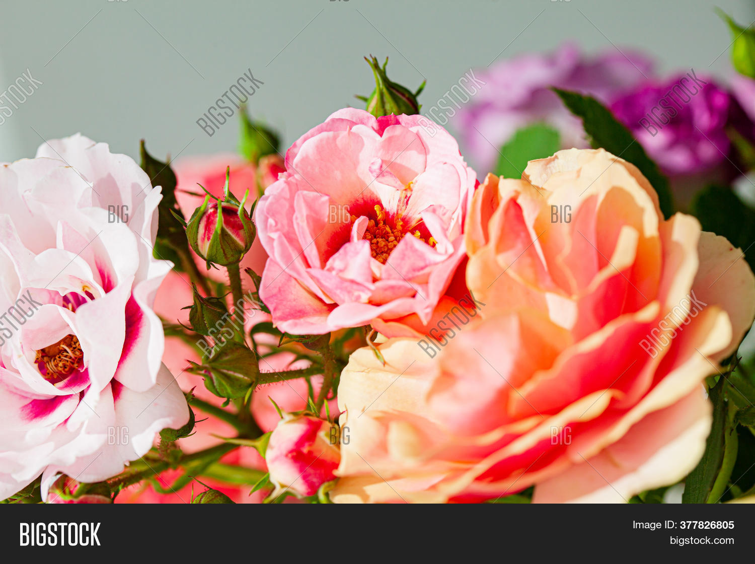 Colorful Roses Vase Image & Photo (Free Trial) | Bigstock