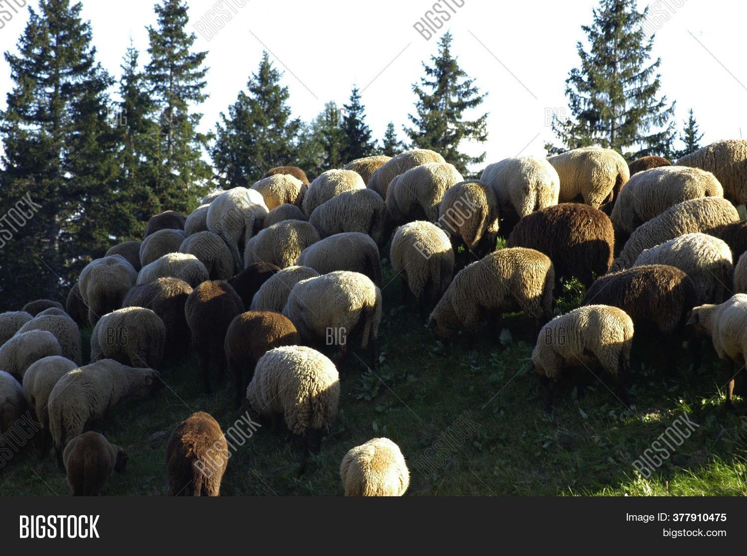 Grazing Flock Sheep Image & Photo (Free Trial) | Bigstock