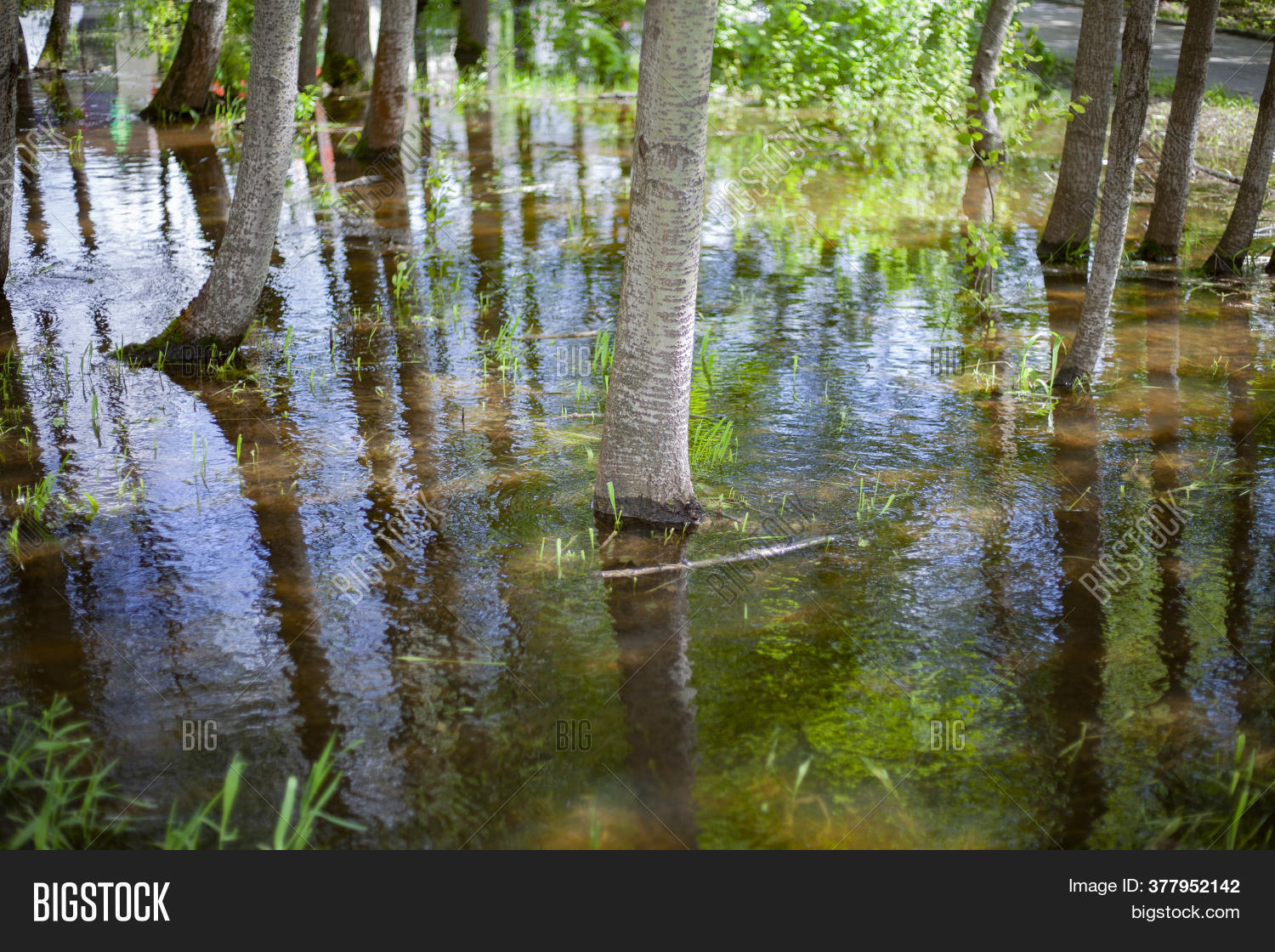 Tree Water. Small Image & Photo (Free Trial) | Bigstock