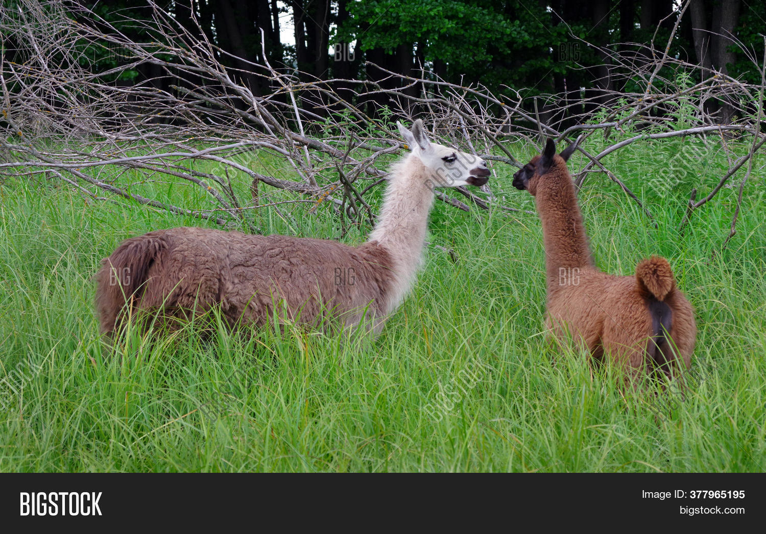 Llamas Graze Meadow. Image & Photo (Free Trial) | Bigstock