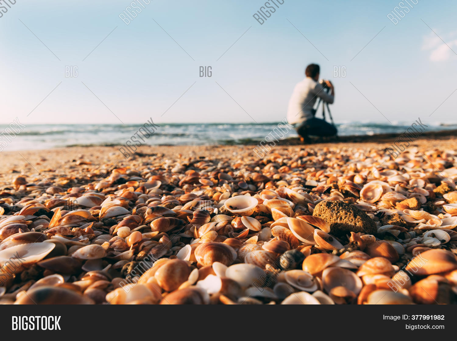 Seashells On Image & Photo (Free Trial) | Bigstock