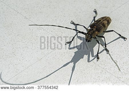 Insect Shadow On Flat Image & Photo (Free Trial) | Bigstock