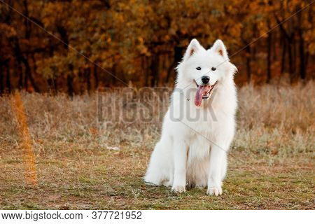 Samoyed Dog Portrait Image & Photo (Free Trial) | Bigstock