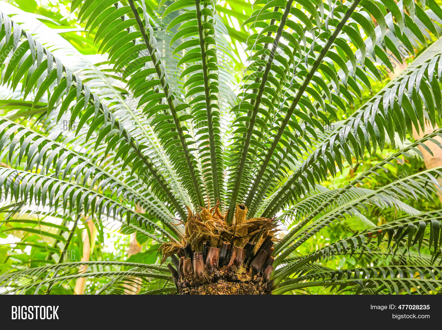 Natural Palm Tree Image & Photo (Free Trial) | Bigstock