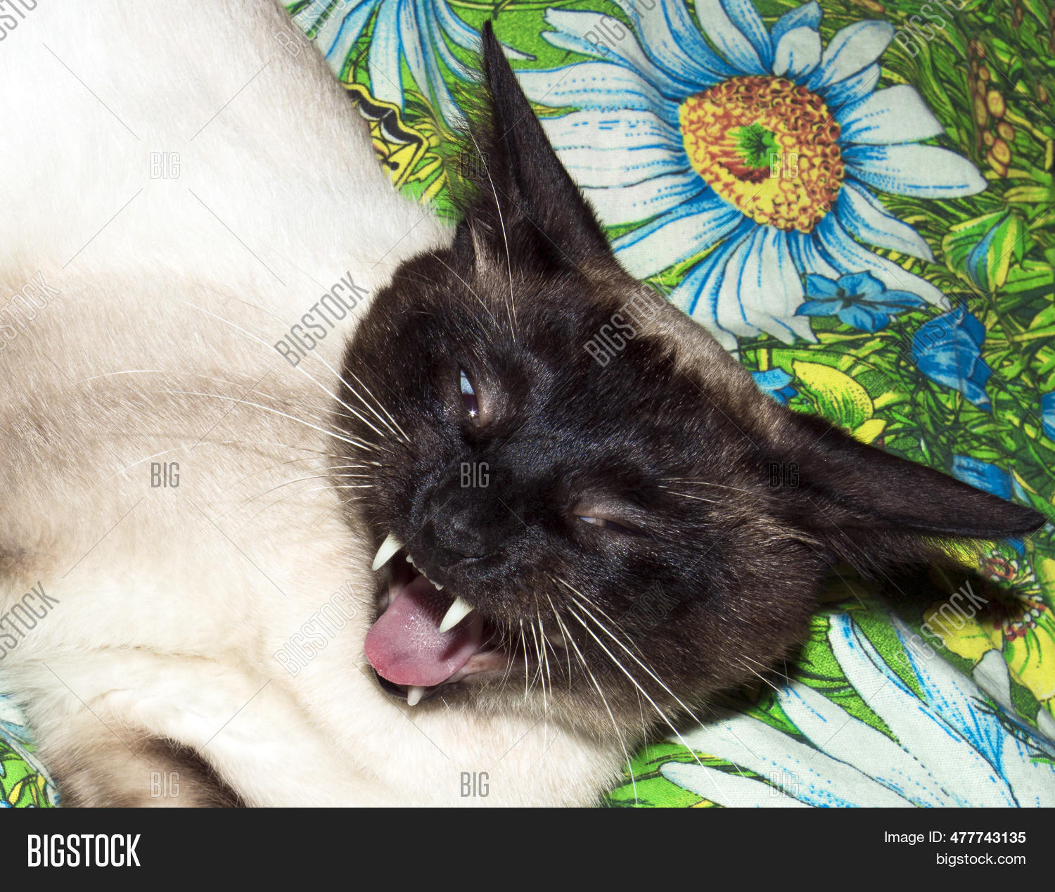 Snarl Siamese Cat. Image & Photo (Free Trial) | Bigstock