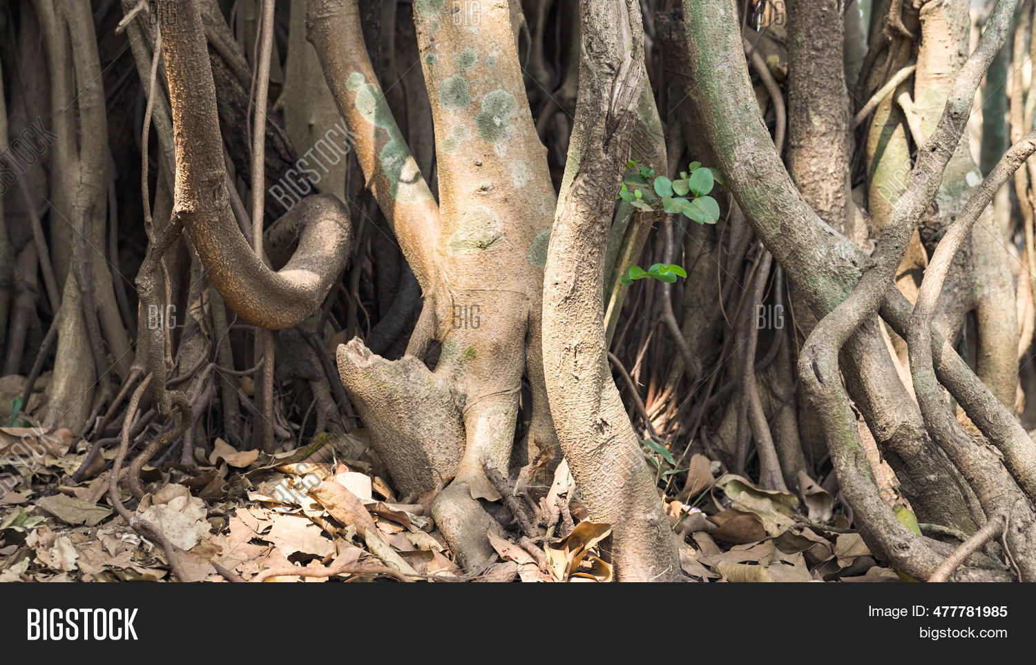 Thousands Trunks Ficus Image & Photo (Free Trial) | Bigstock