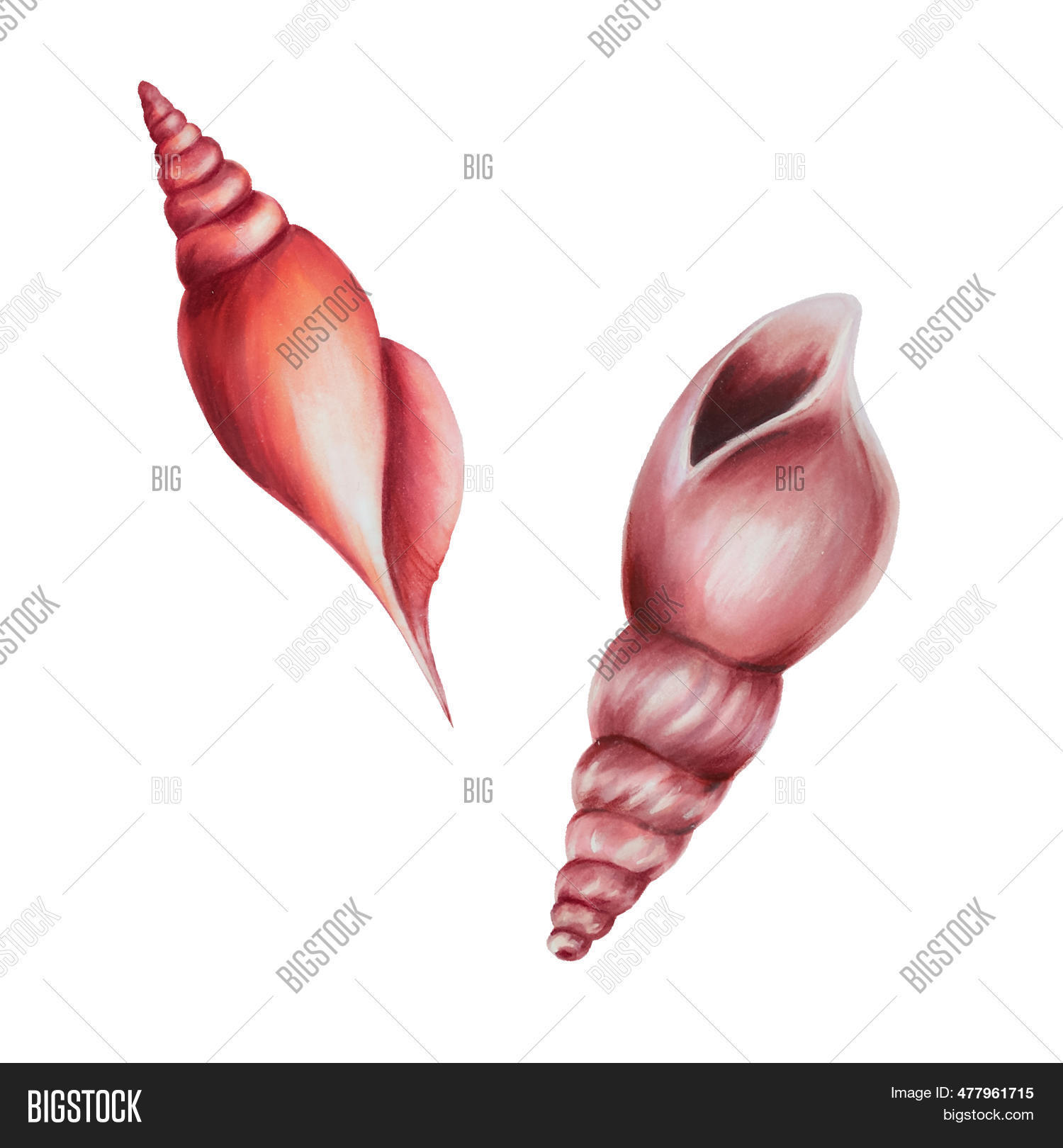 Watercolor Sea Shells Image & Photo (Free Trial) | Bigstock