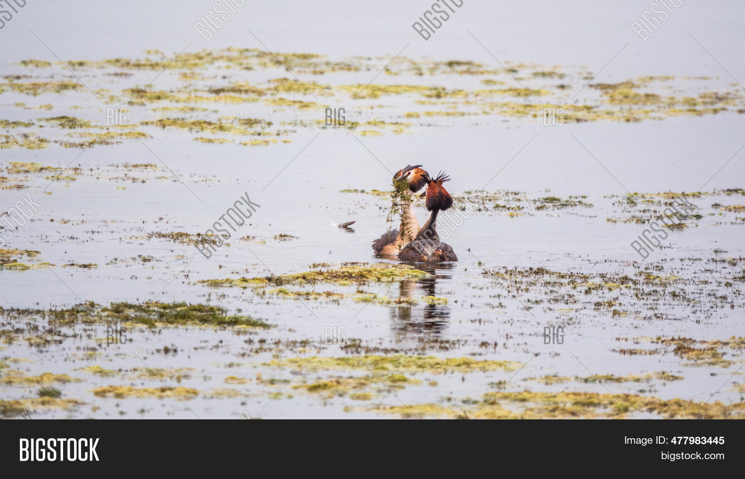 Mating Games Two Water Image & Photo (Free Trial) | Bigstock