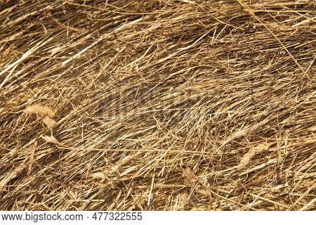 Straw, Dry Straw Image & Photo (Free Trial) | Bigstock
