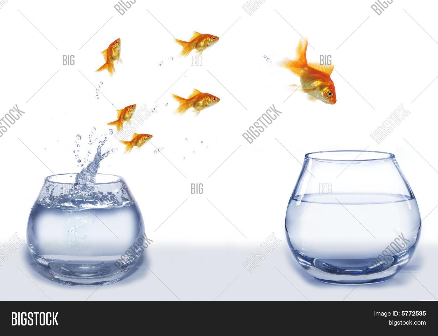 Jump Gold Fish Image & Photo (Free Trial) | Bigstock