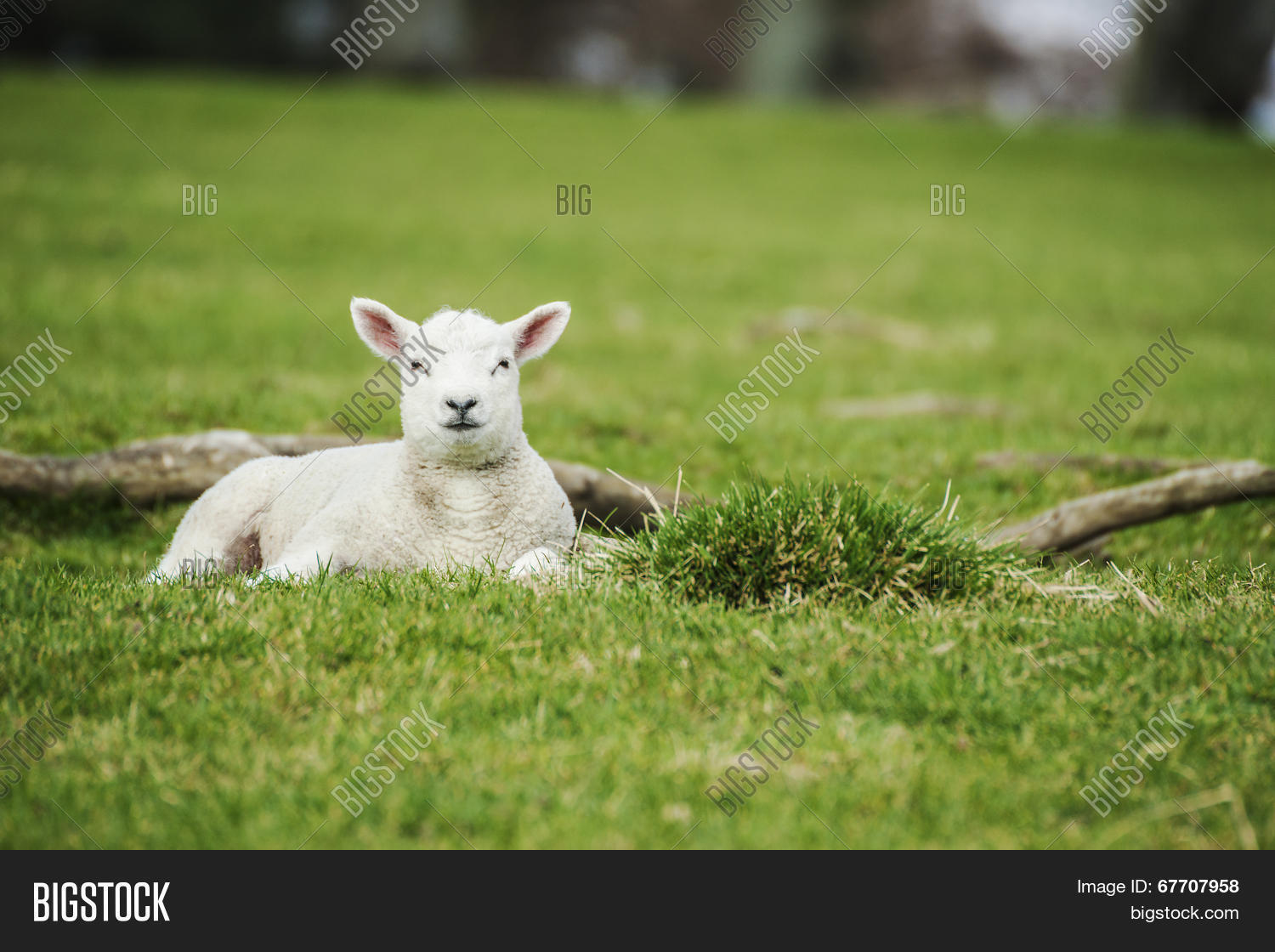 English Lamb Image & Photo (Free Trial) | Bigstock