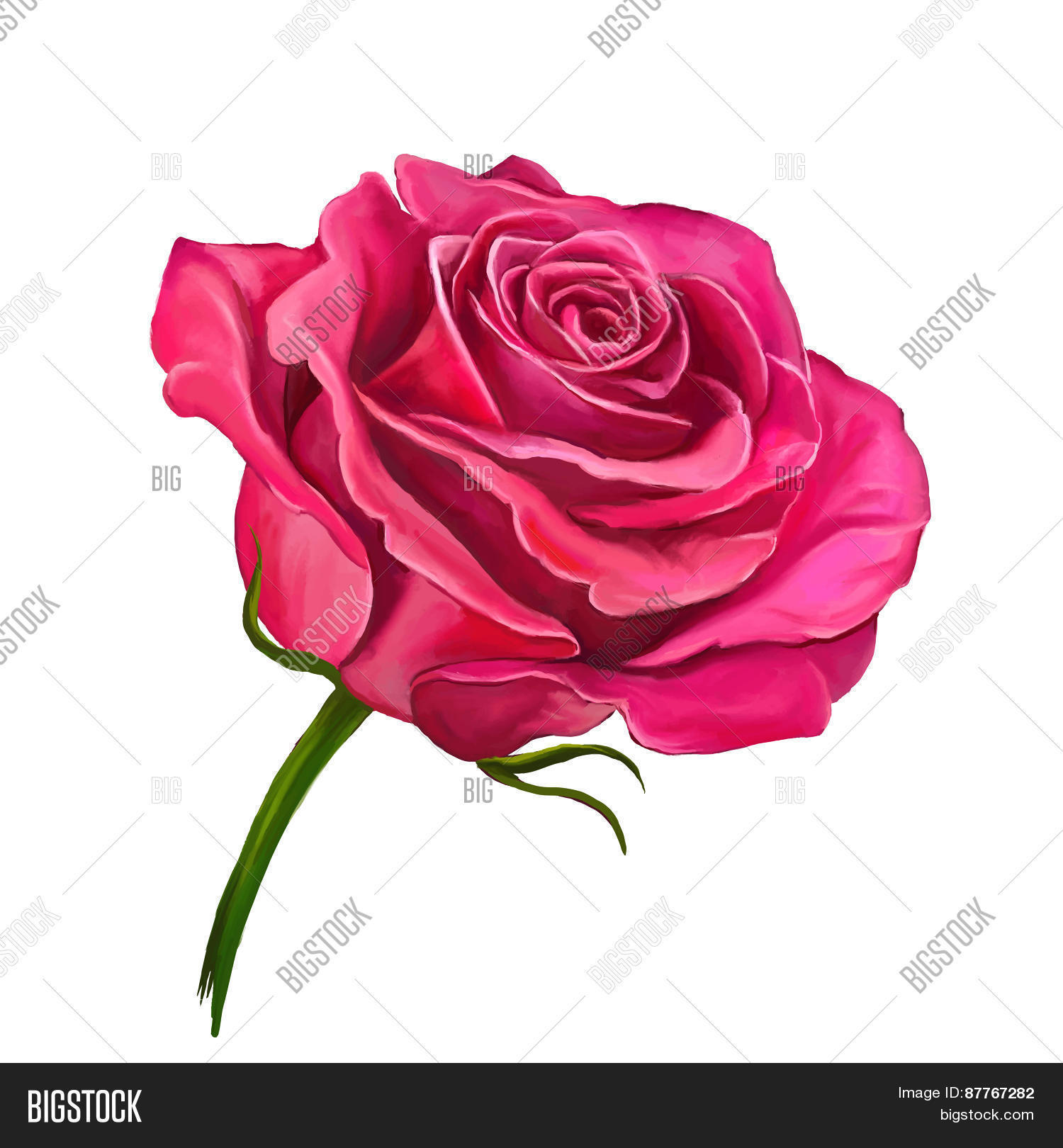 Rose Vector Vector & Photo (Free Trial) | Bigstock