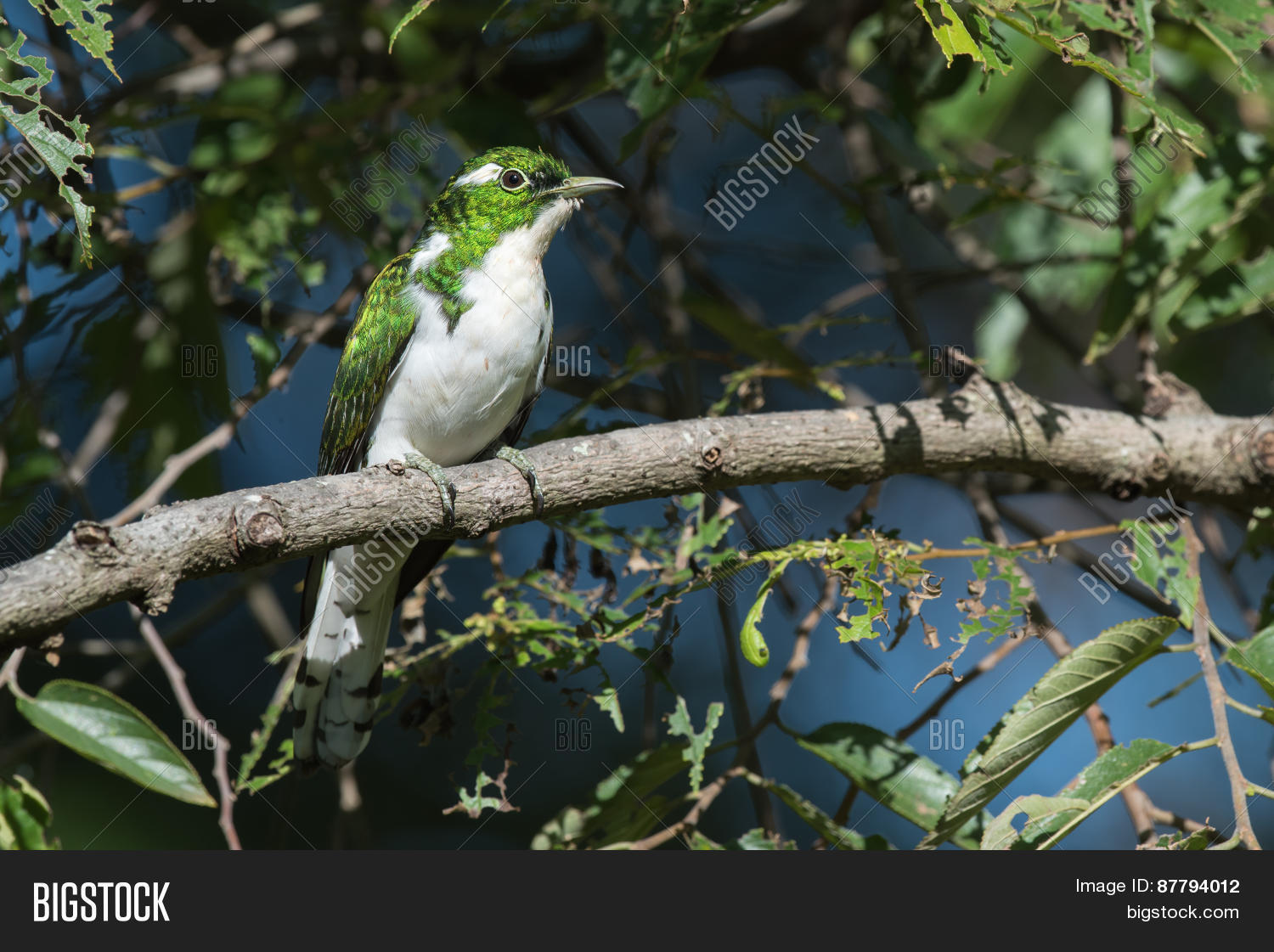 Klaas's Cuckoo ( Image & Photo (Free Trial) | Bigstock