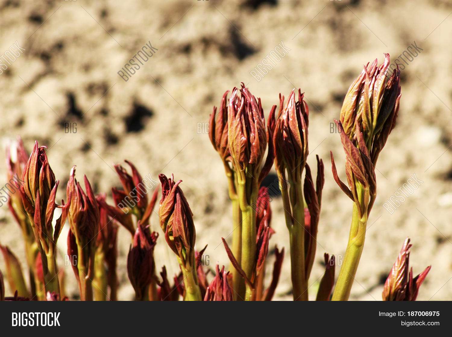 Spring Peonies Shoots Image & Photo (Free Trial) | Bigstock