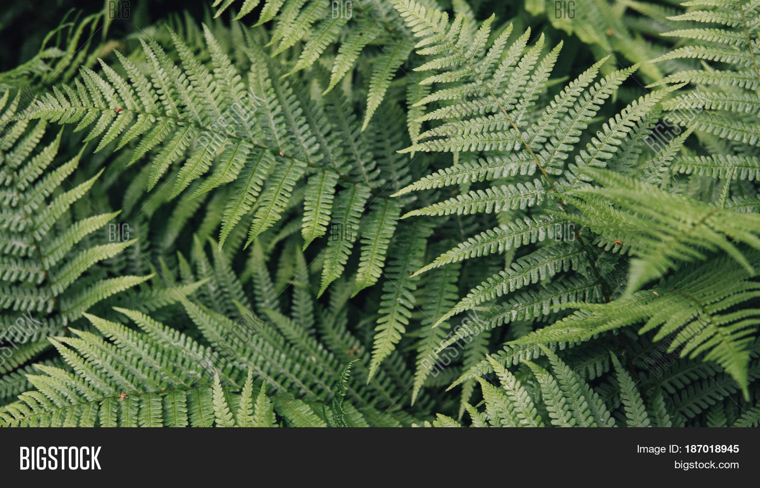 Texture Fern Close-. Image & Photo (Free Trial) | Bigstock