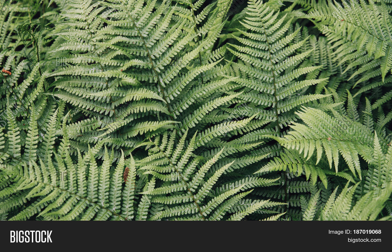 Texture Fern Close-. Image & Photo (Free Trial) | Bigstock