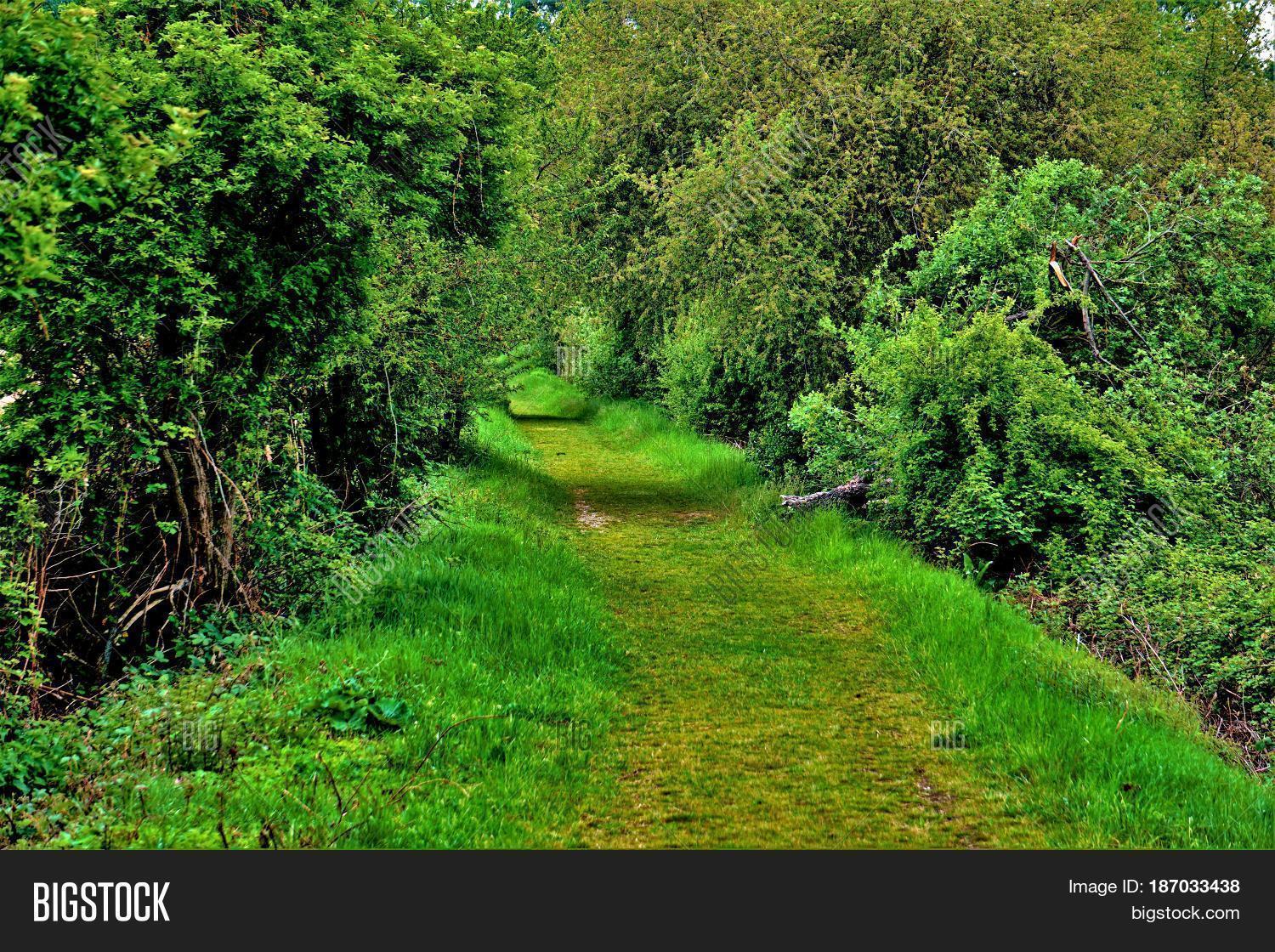 Very Green Pathway Image & Photo (Free Trial) | Bigstock