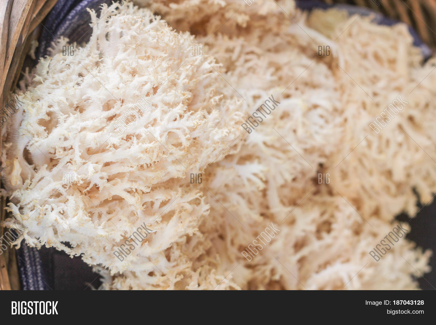 Imagen y foto Tooth Coral (prueba gratis) | Bigstock