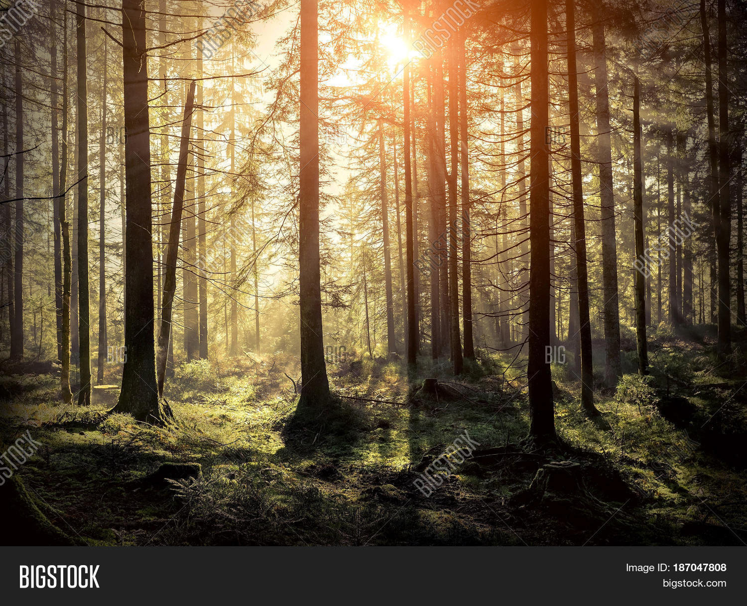 Beautiful Forest View Image & Photo (Free Trial) | Bigstock