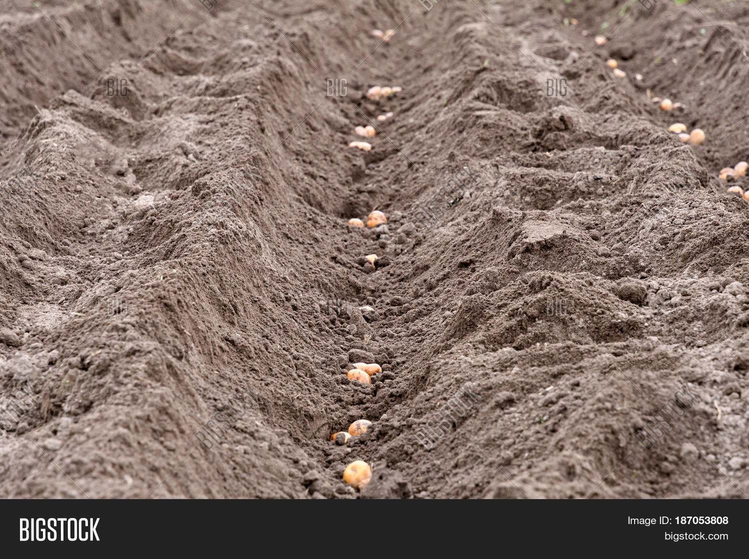 Dug Field That Put Image & Photo (Free Trial) | Bigstock