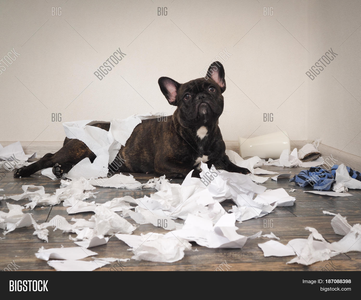 Funny Dog Made Mess Image & Photo (Free Trial) | Bigstock