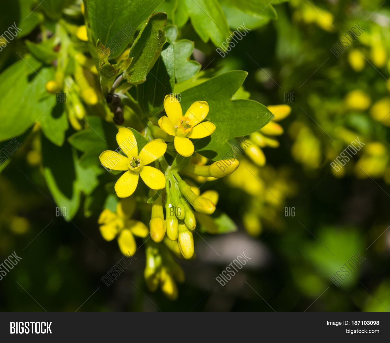 Buffalo Golden Currant Image & Photo (Free Trial) | Bigstock