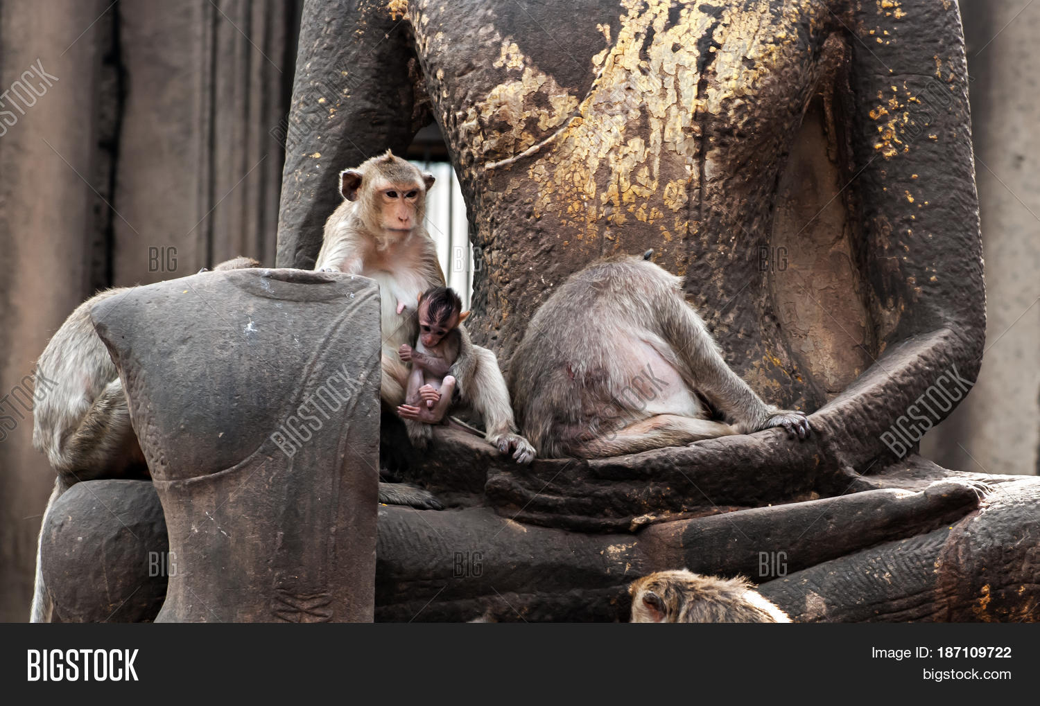 Monkeys Play Live Ruin Image & Photo (Free Trial) | Bigstock