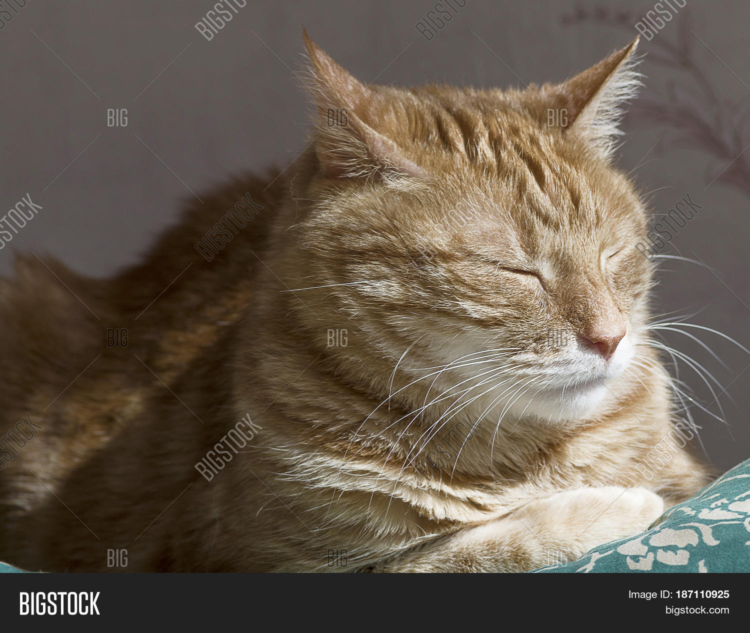 Red Cat Napping Sun Image & Photo (Free Trial) | Bigstock
