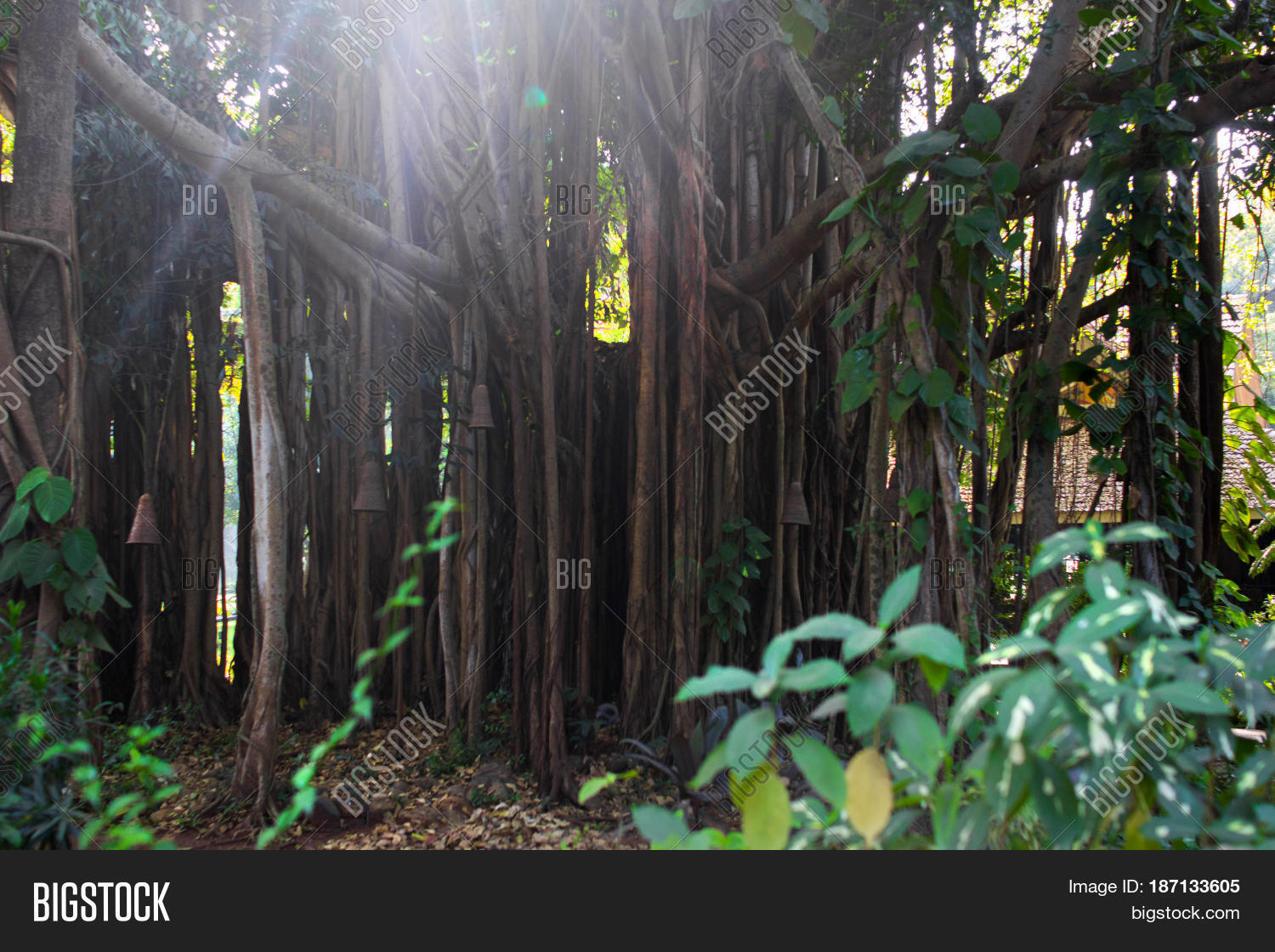 Great Banyan -- Tree Image & Photo (Free Trial) | Bigstock
