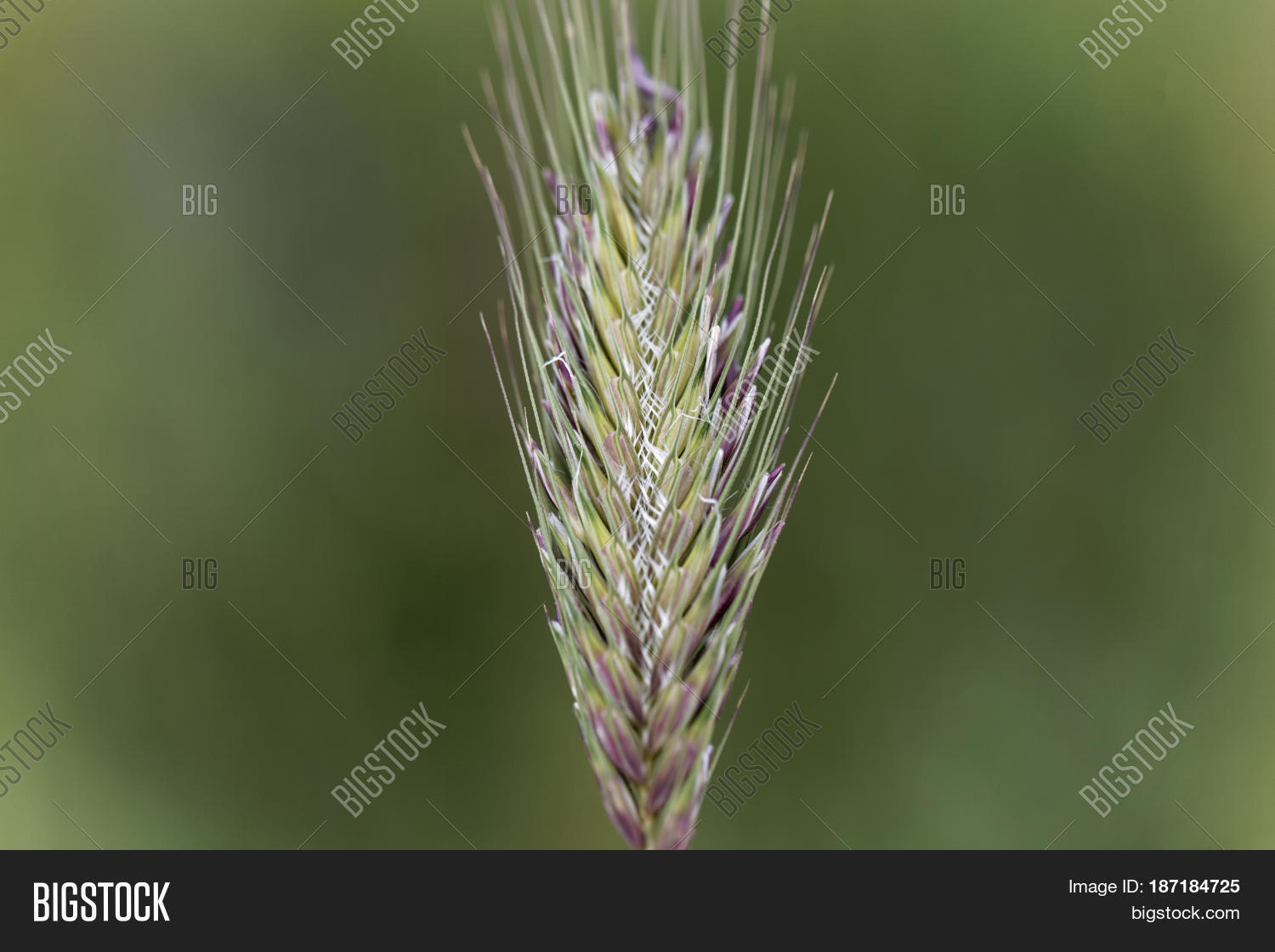 Spikes Annual Grass Image & Photo (Free Trial) | Bigstock