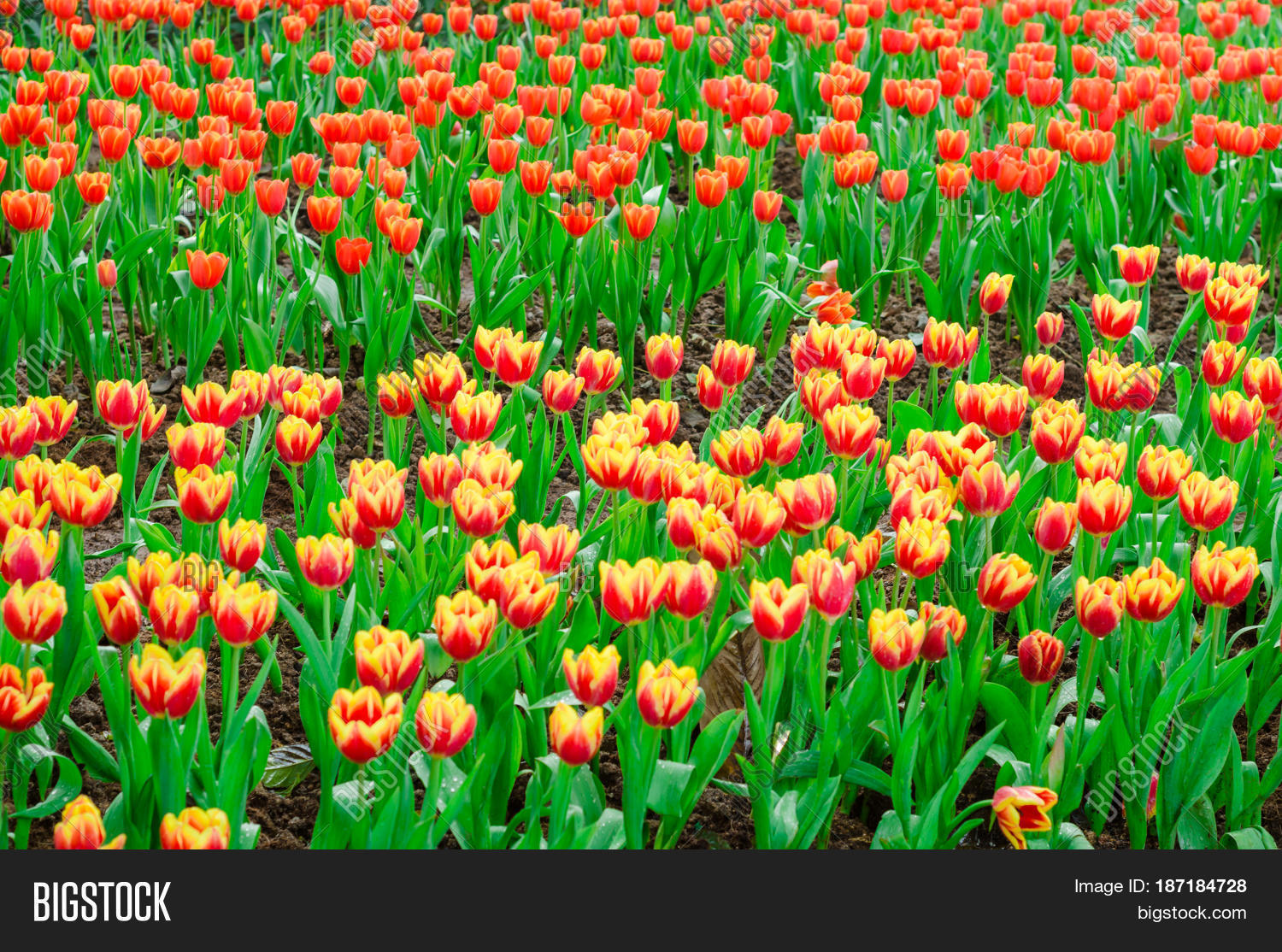 Colourful Fresh Tulip Image & Photo (Free Trial) | Bigstock