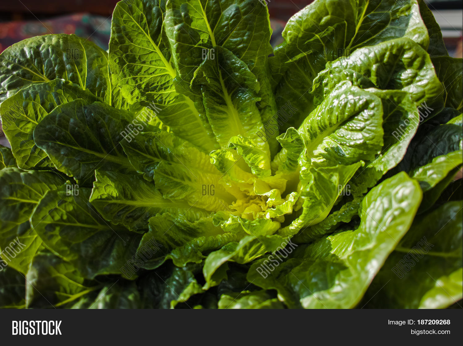 Green Romaine Lettuce Image & Photo (Free Trial) | Bigstock