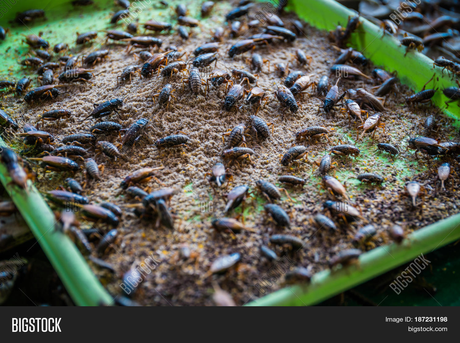 Crickets Farm Image & Photo (Free Trial) | Bigstock