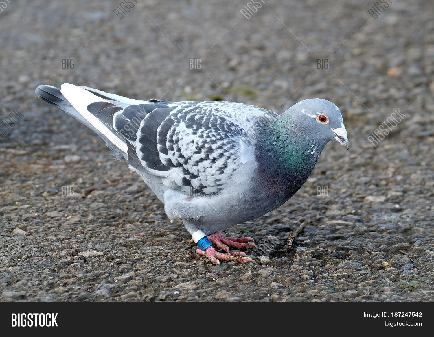 Racing Pigeon Rings On Image & Photo (Free Trial) | Bigstock