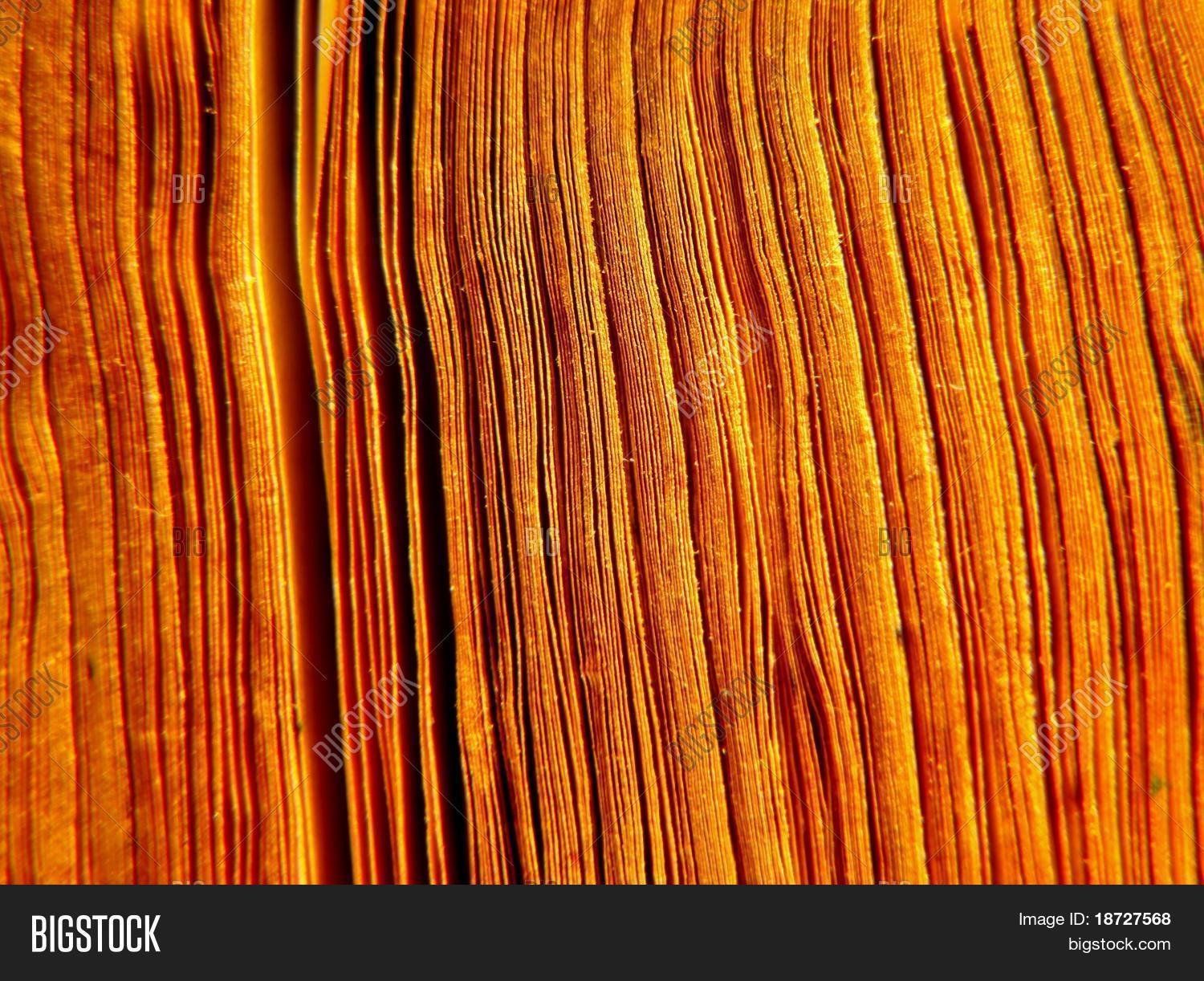 Book Page Texture Image & Photo (Free Trial) | Bigstock