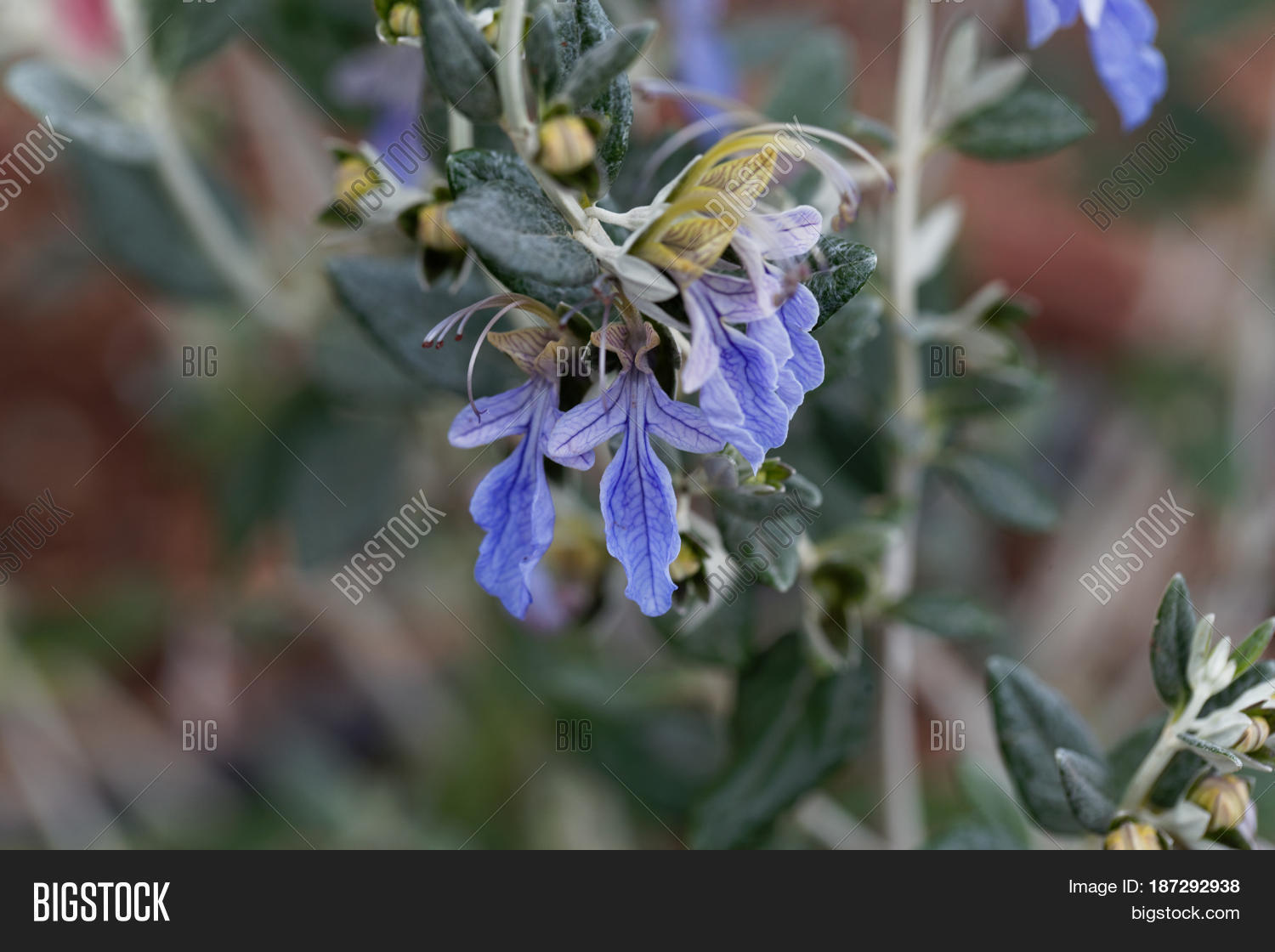 Flowers Tree Germander Image & Photo (Free Trial) | Bigstock