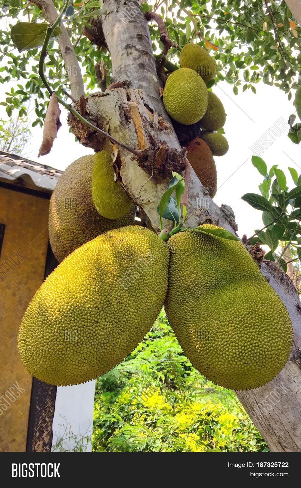 Ackfruit Tree Image & Photo (Free Trial) | Bigstock