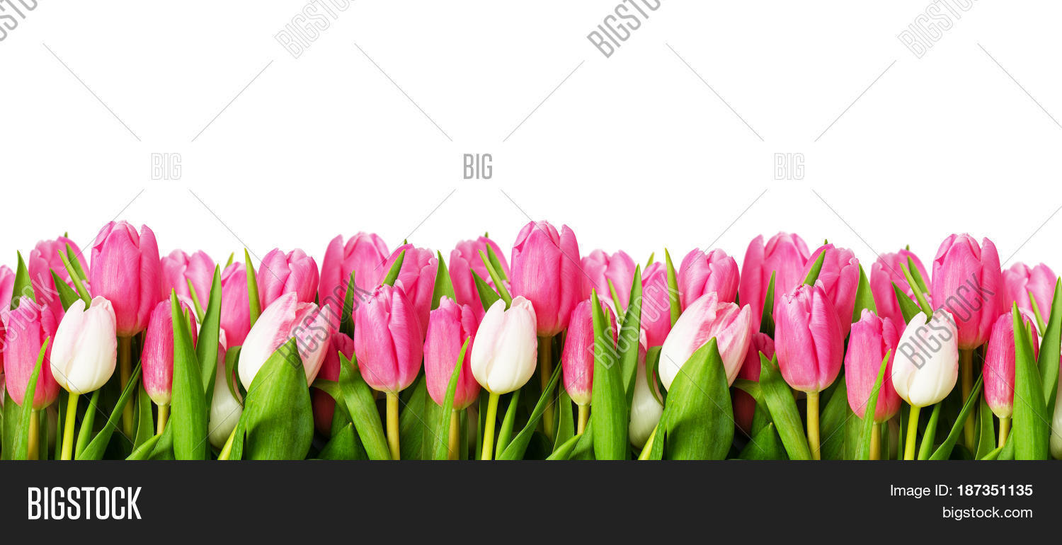 Pink Tulip Flowers Image & Photo (Free Trial) | Bigstock