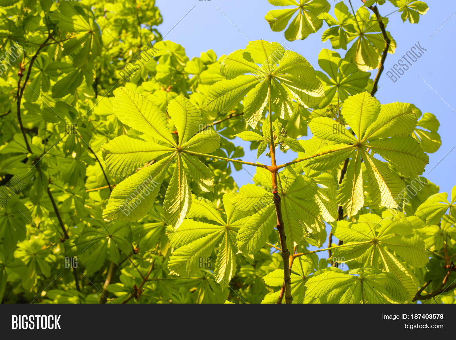 Fresh Green Spring Image & Photo (Free Trial) | Bigstock