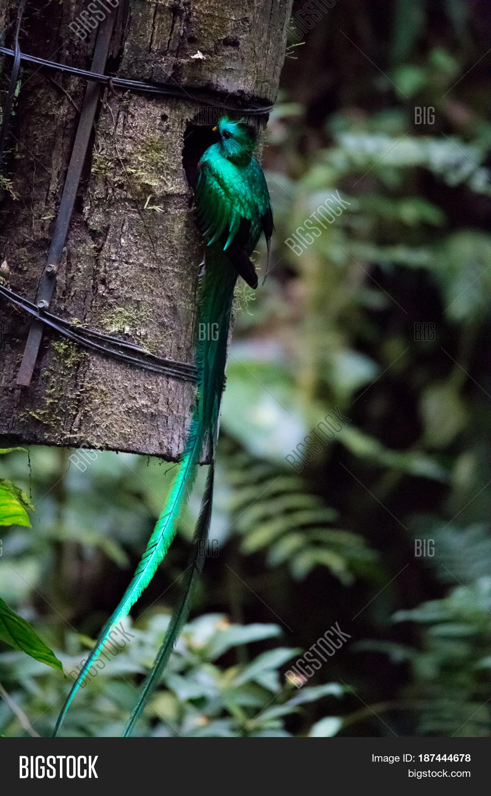 Quetzal Bird Wild Image & Photo (Free Trial) | Bigstock