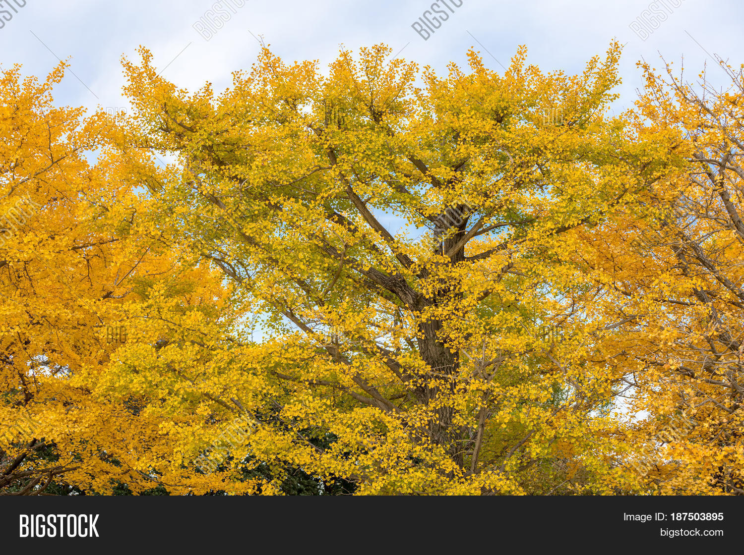 Ginkgo Trees Autumn Image & Photo (Free Trial) | Bigstock