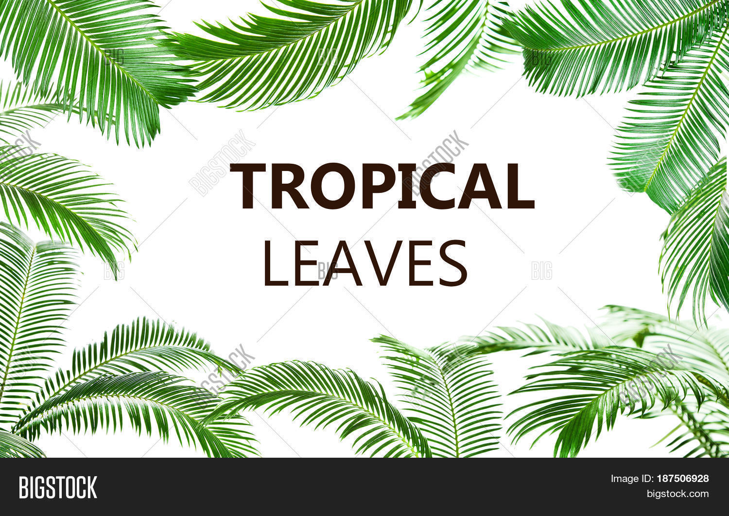 Text TROPICAL LEAVES Image & Photo (Free Trial) | Bigstock