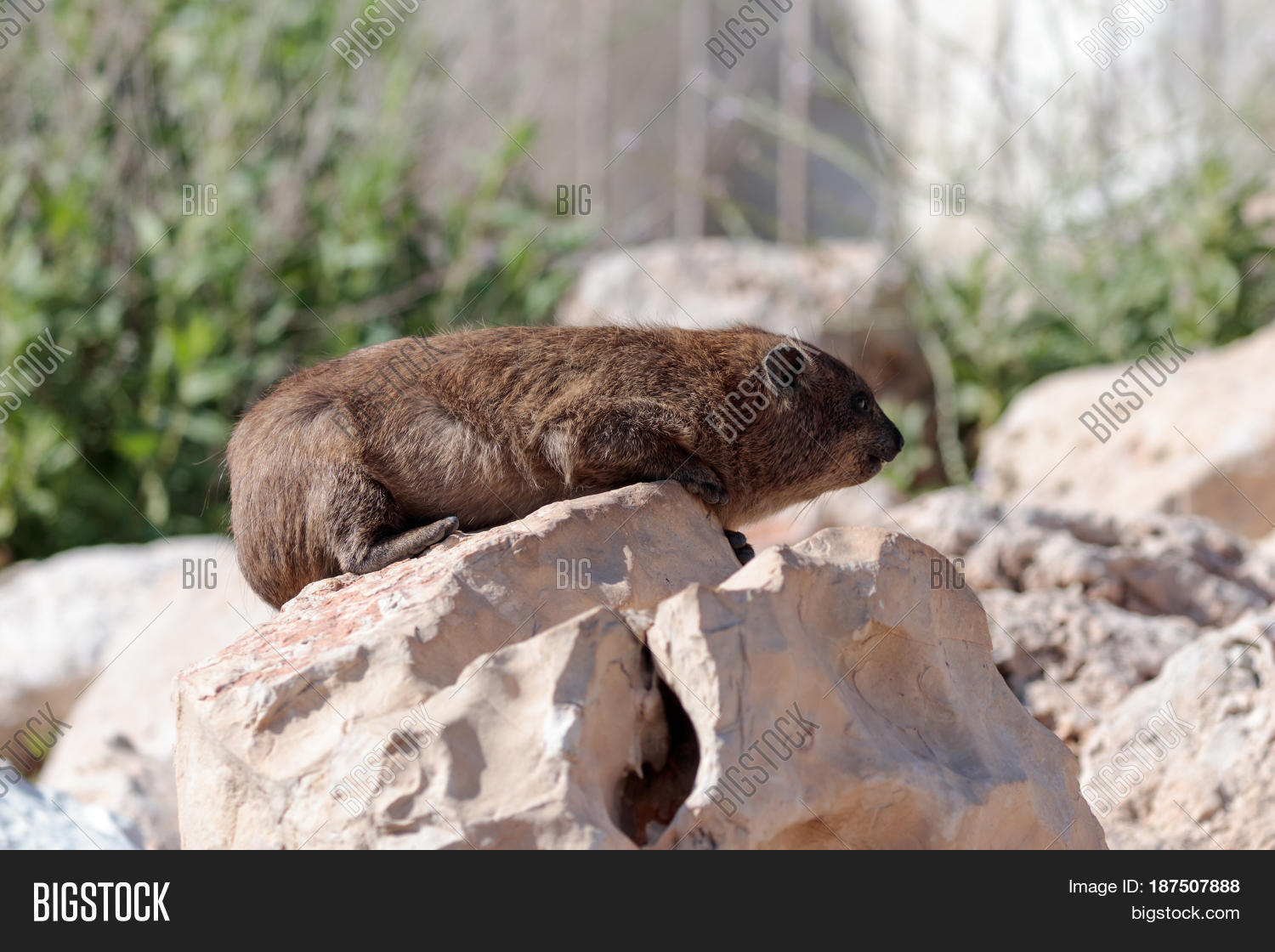 Mountain Rabbit - Image & Photo (Free Trial) | Bigstock