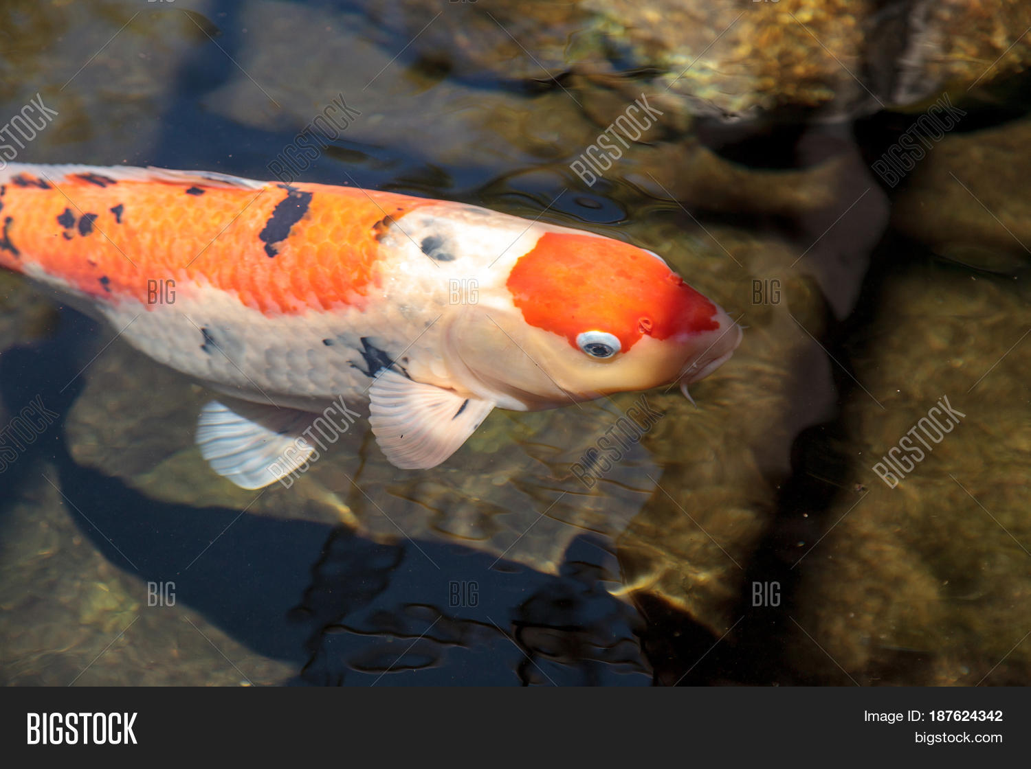 Koi Fish, Cyprinus Image & Photo (Free Trial) | Bigstock
