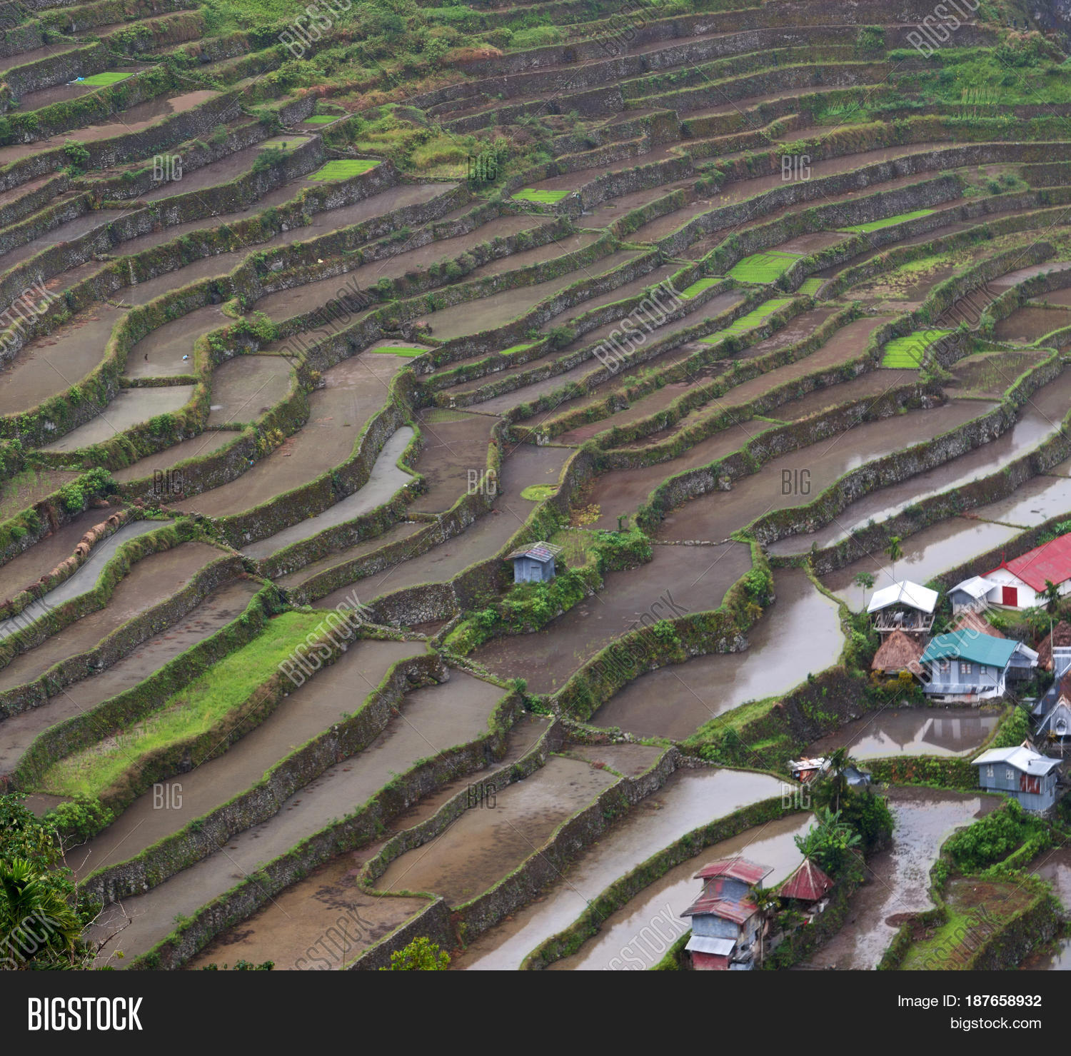 Terrace Field Image & Photo (Free Trial) | Bigstock