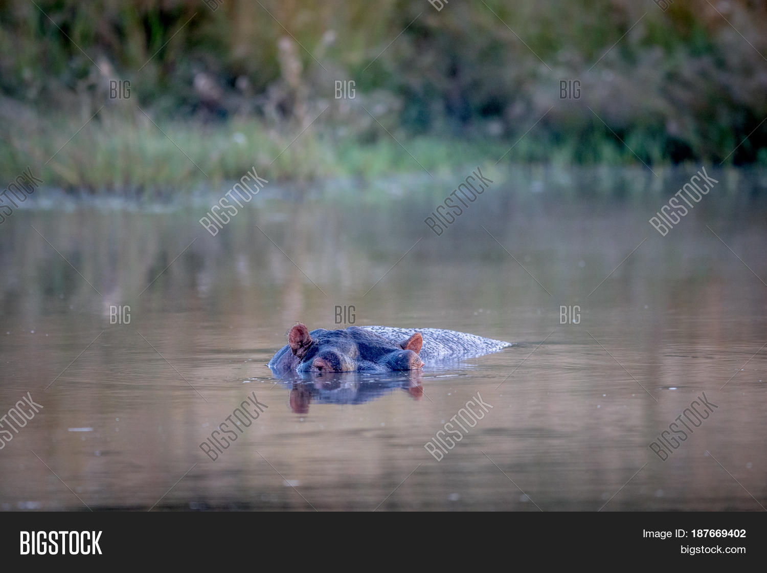 Hippo Pool Water Image & Photo (Free Trial) | Bigstock