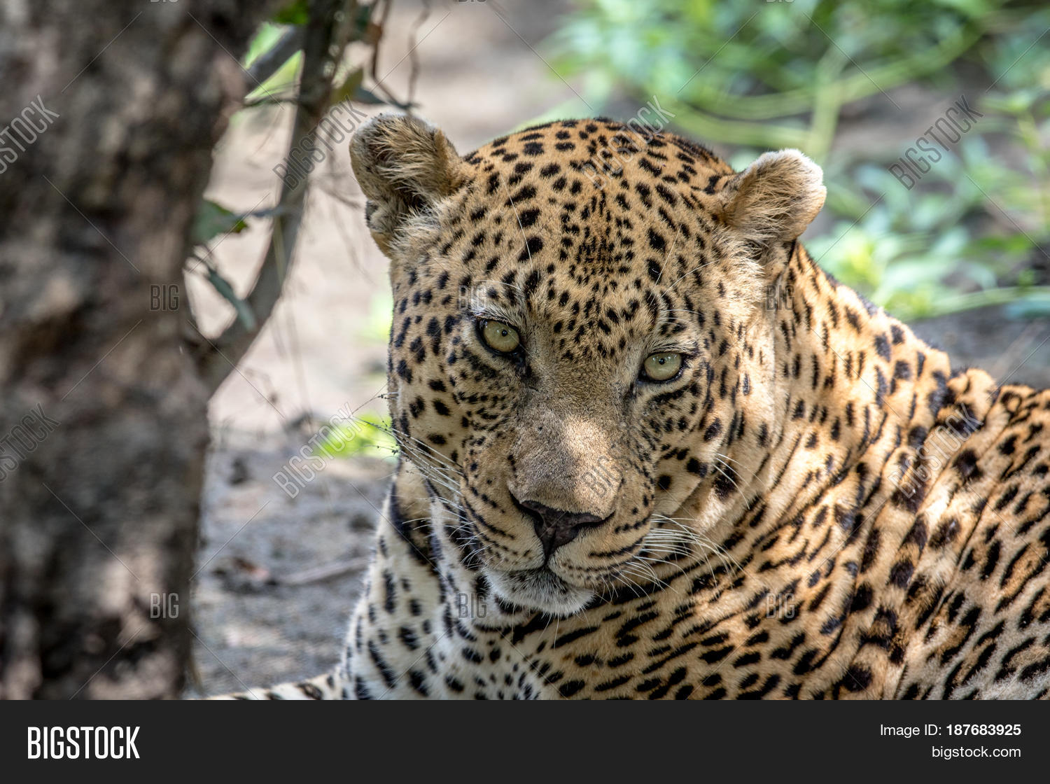 Huge Male Leopard Image & Photo (Free Trial) | Bigstock