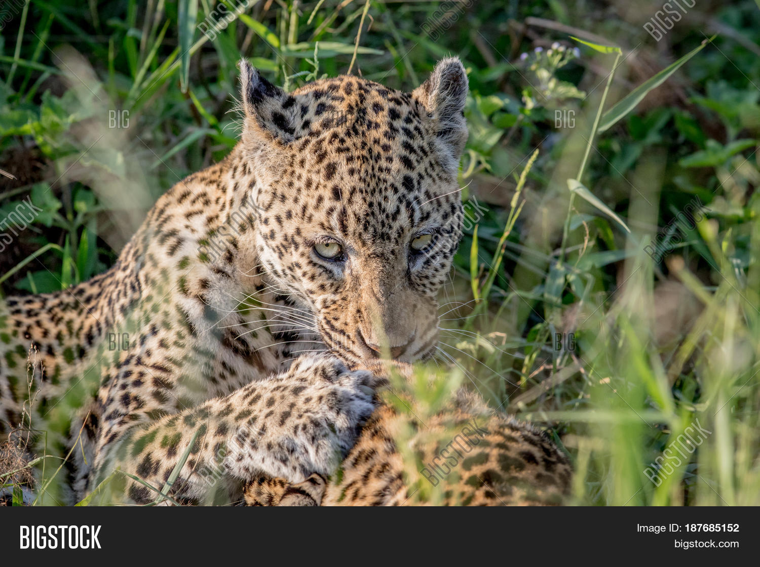 Leopard Grooming Image & Photo (Free Trial) | Bigstock