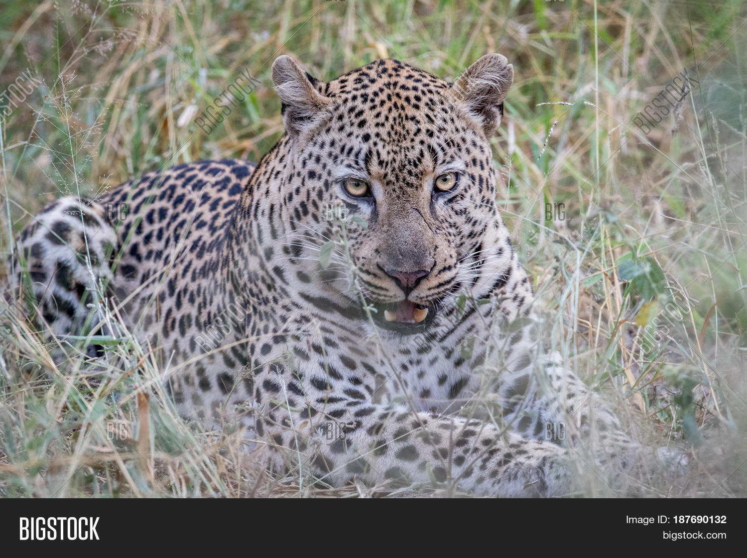 Big Male Leopard Image & Photo (Free Trial) | Bigstock